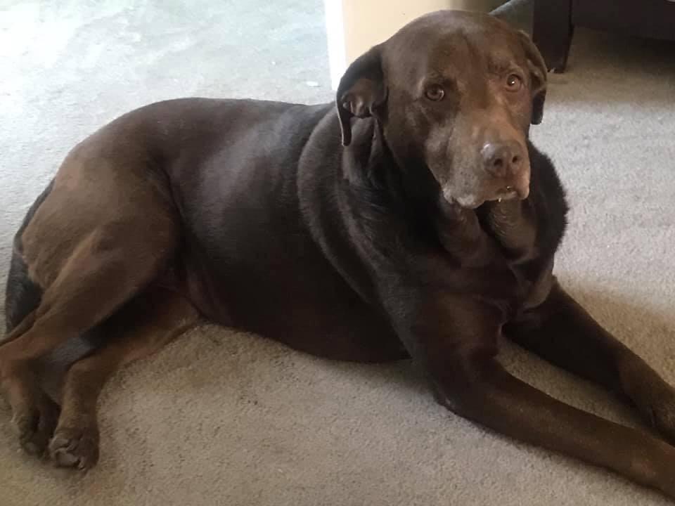 A LIFE REMEMBERED – Just Another Dog Devotion